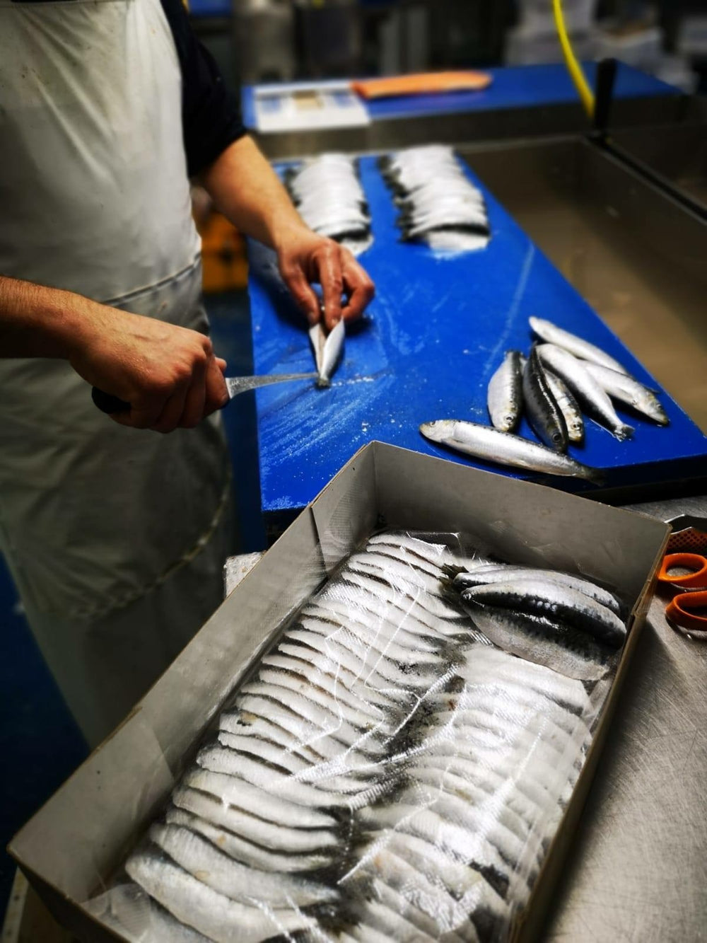 S&J Fisheries Ltd / Fish / Seafood / Wholesale / Fresh Fish / Frozen