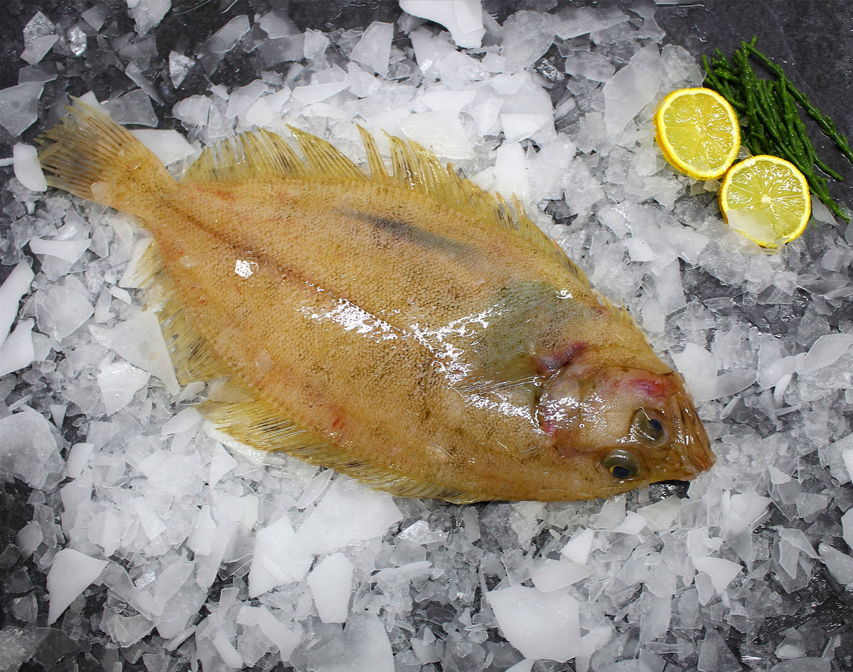 Fresh Megrim Sole (Torbay Sole) – S&J Fisheries
