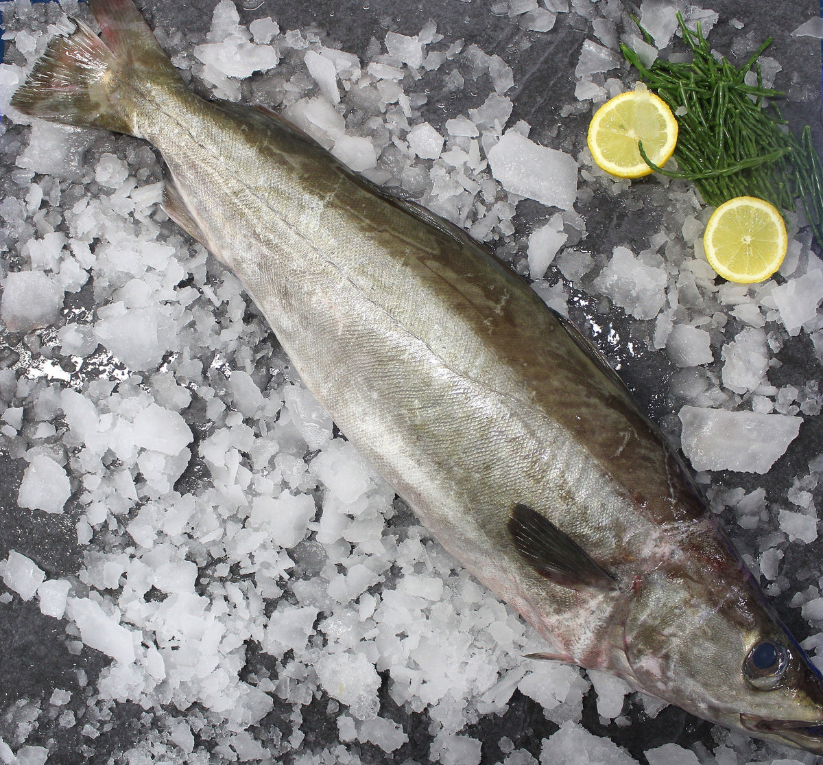 Fresh Pollack – S&J Fisheries