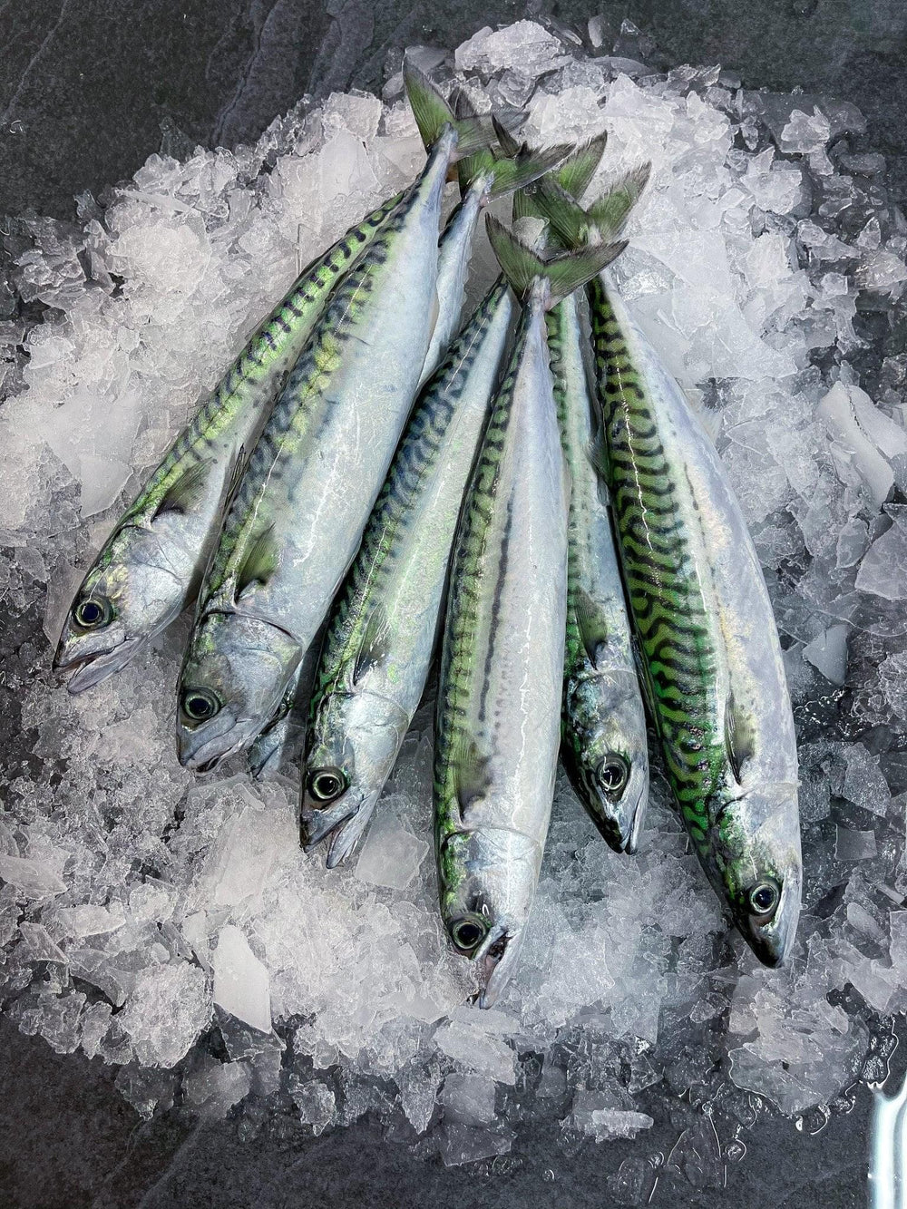 Fresh Mackerel – S&J Fisheries